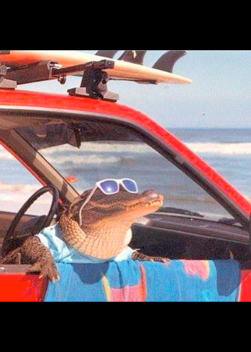 Lagarto Playero Meme